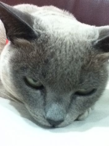 Element Craft Minecraft Server