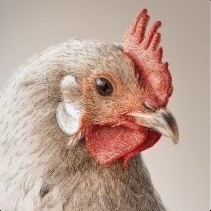 OMG I JUST MIXED A SKETCH OF MY FAV CHICKEN PROFILE WITH THE ORIGINAL ...