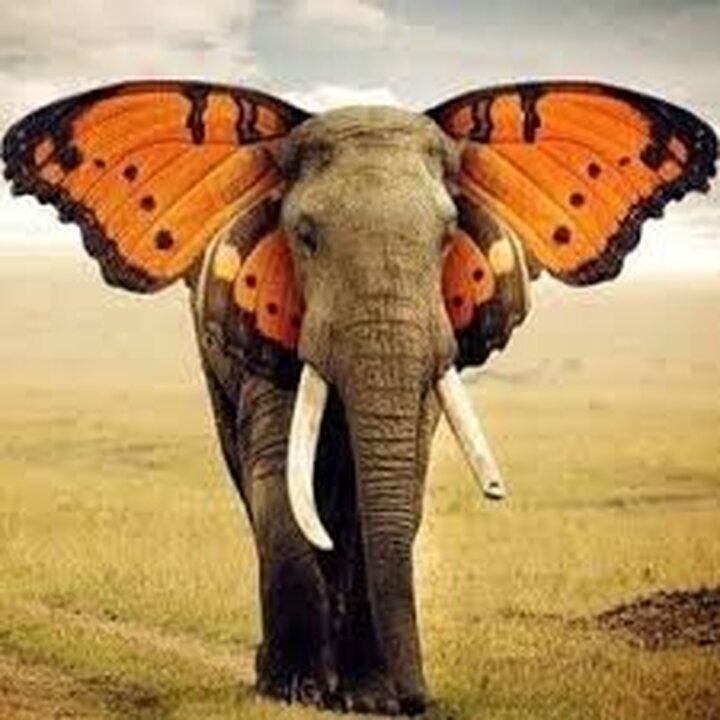 butterfly elephant