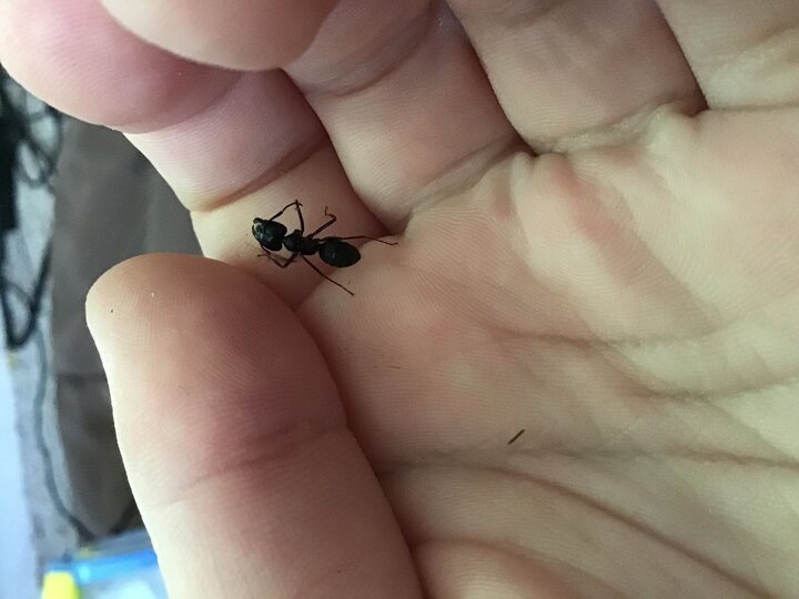 Ant buddy Minecraft Blog