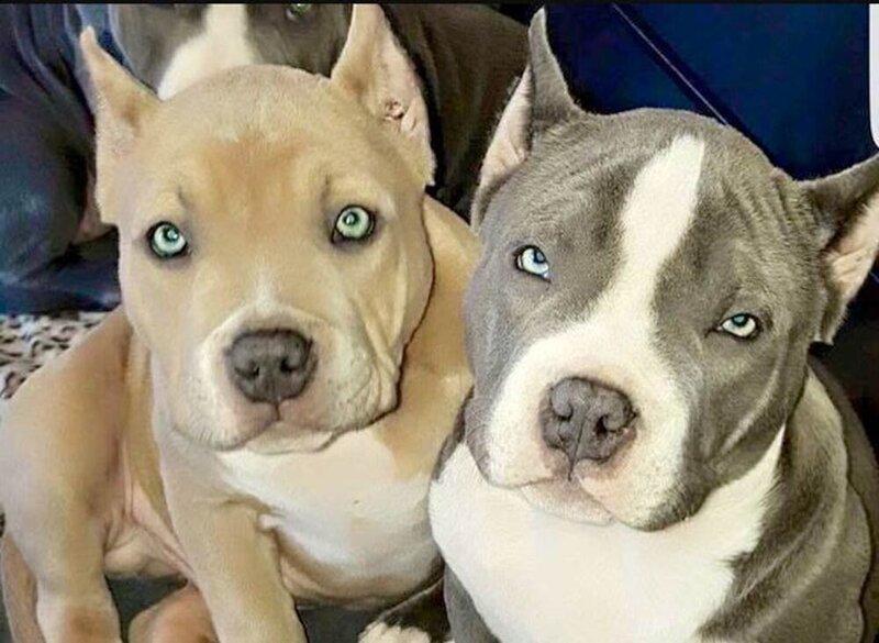 What’s your take on American Pitbulls?!