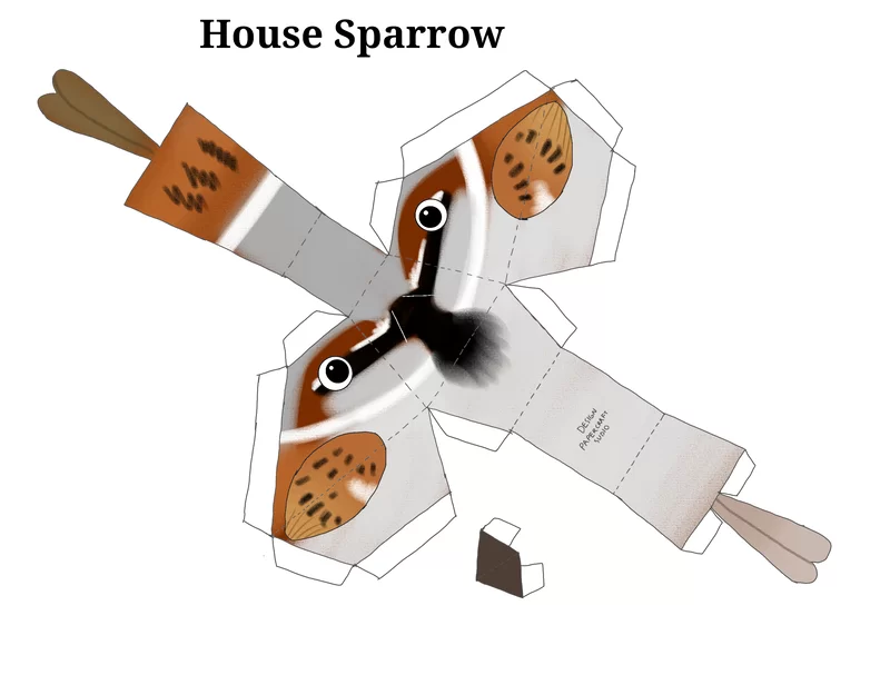 House Sparrow