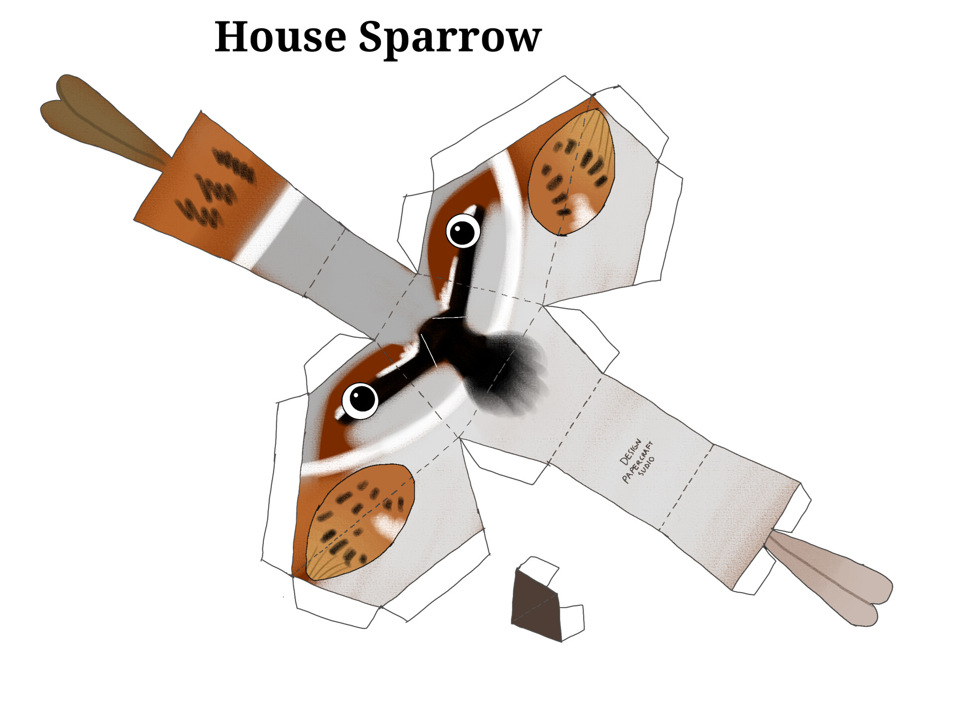 House Sparrow