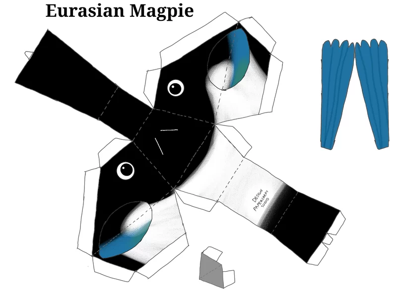 Eurasian Magpie