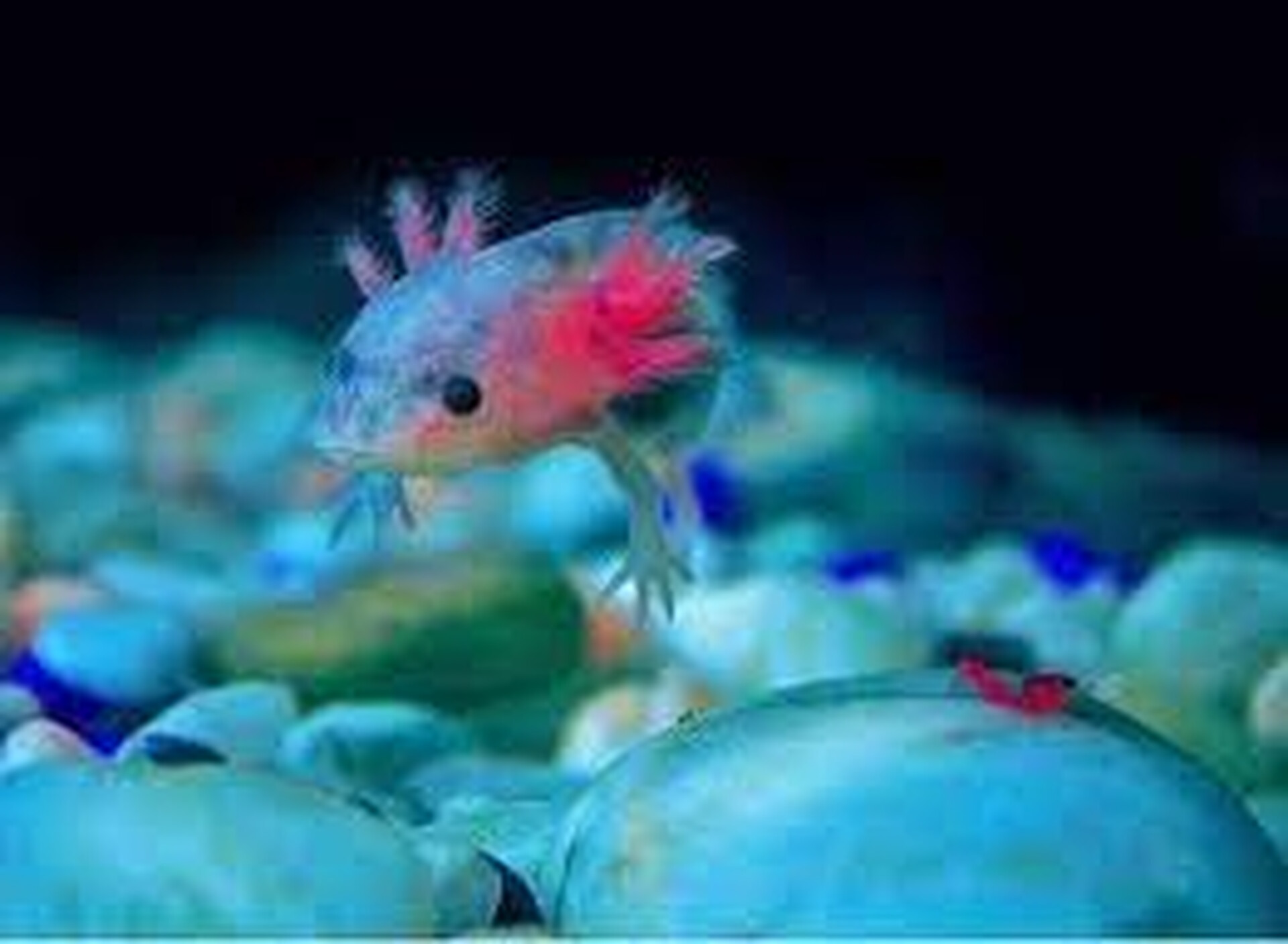 Elemental Axolotl Minecraft Data Pack