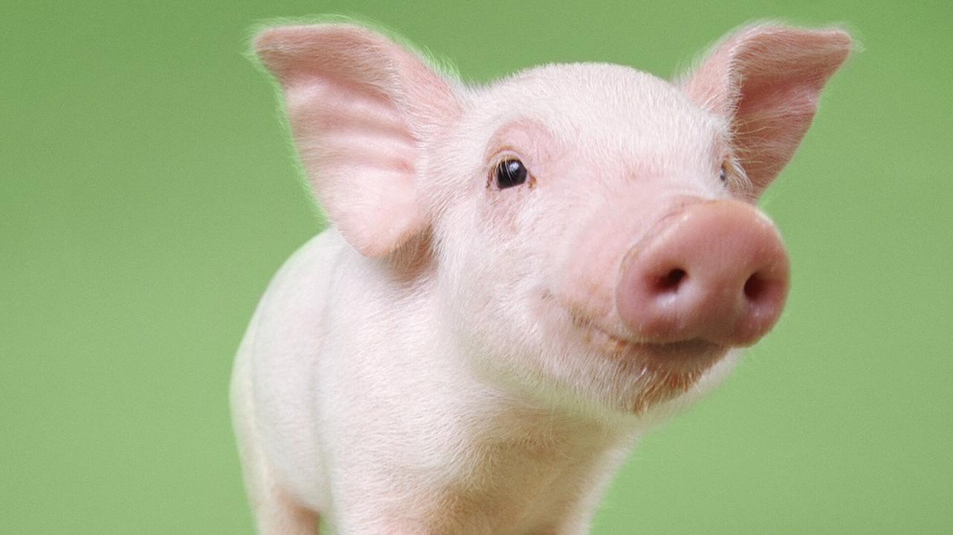 Pigge Super (Really Useful!) Minecraft Data Pack