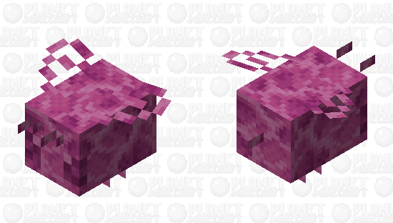 Pink coral bee Minecraft Mob Skin