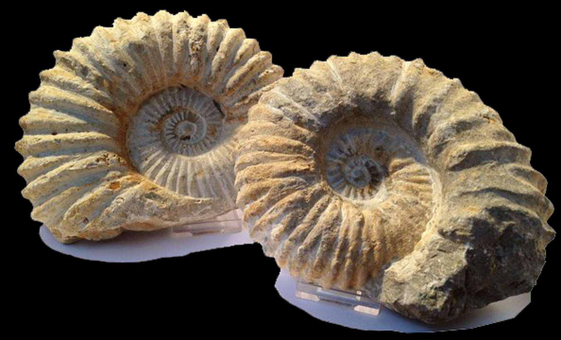 amonite - part 2 Minecraft Mod