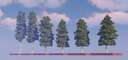 Quaking Aspen Tree Pack - Summer Version Minecraft Map