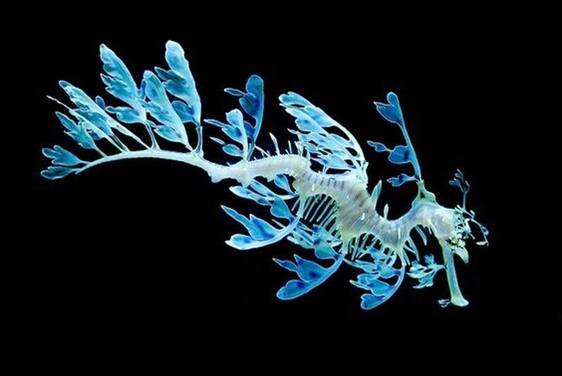 Leafy Sea Dragon Minecraft Map