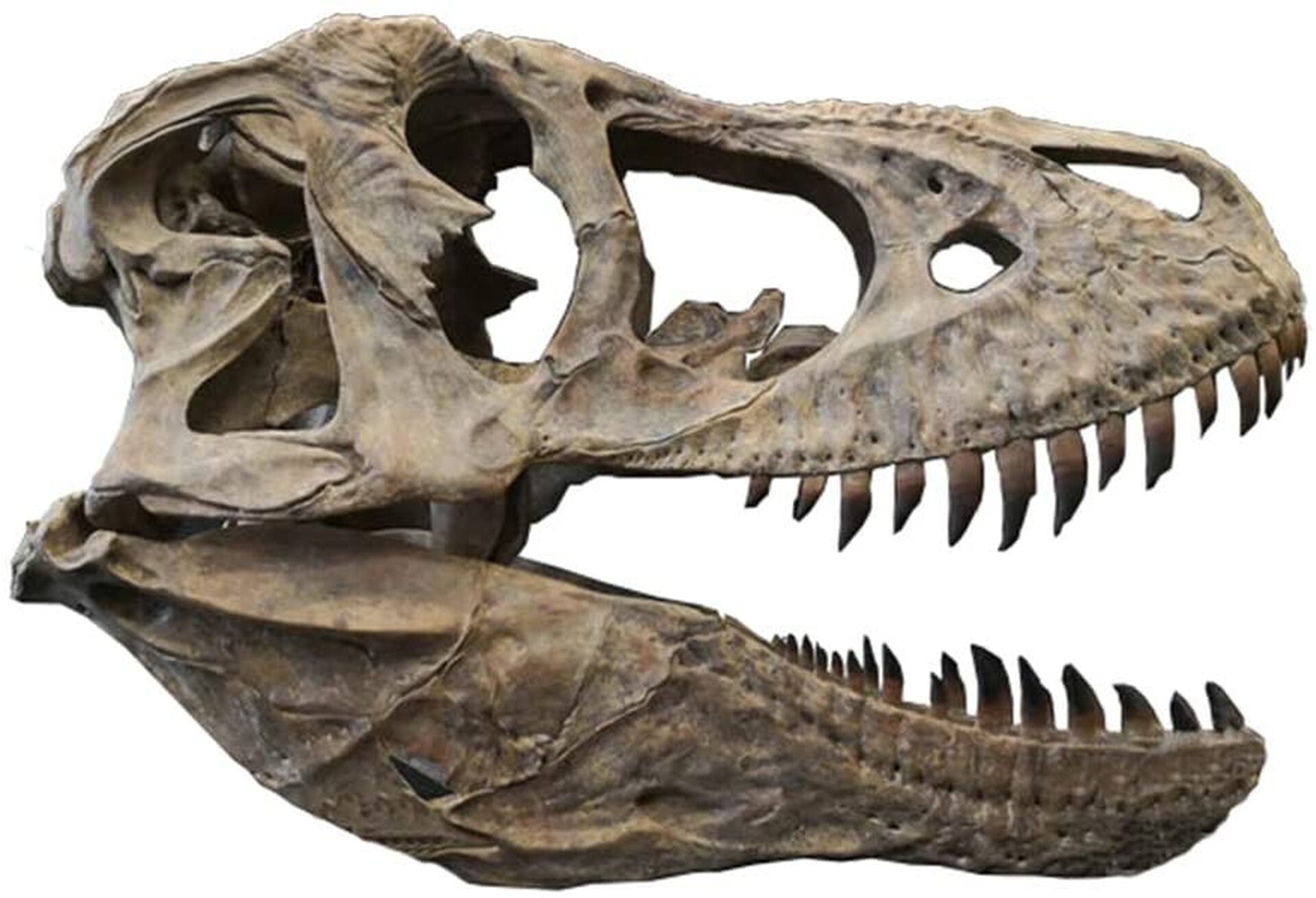 Minecraft T-Rex Skull Minecraft Map