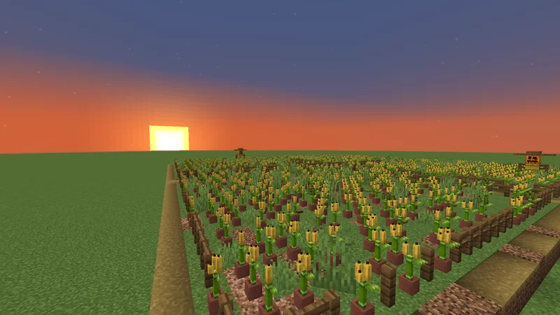 Cornfield Minecraft Map