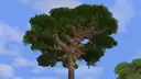Minecraft Custom Tree Pack - Kapok (DOWNLOAD) Minecraft Map