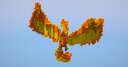 Moltres from Pokemon Minecraft Map