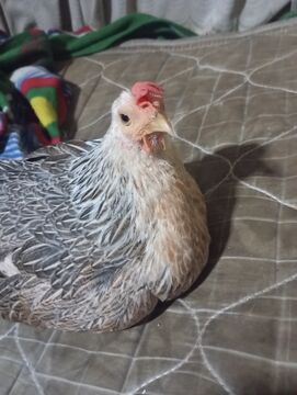 Chicken Minecraft Maps with Downloadable Schematic | Planet Minecraft ...