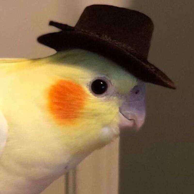 Bird hat smp Minecraft Server