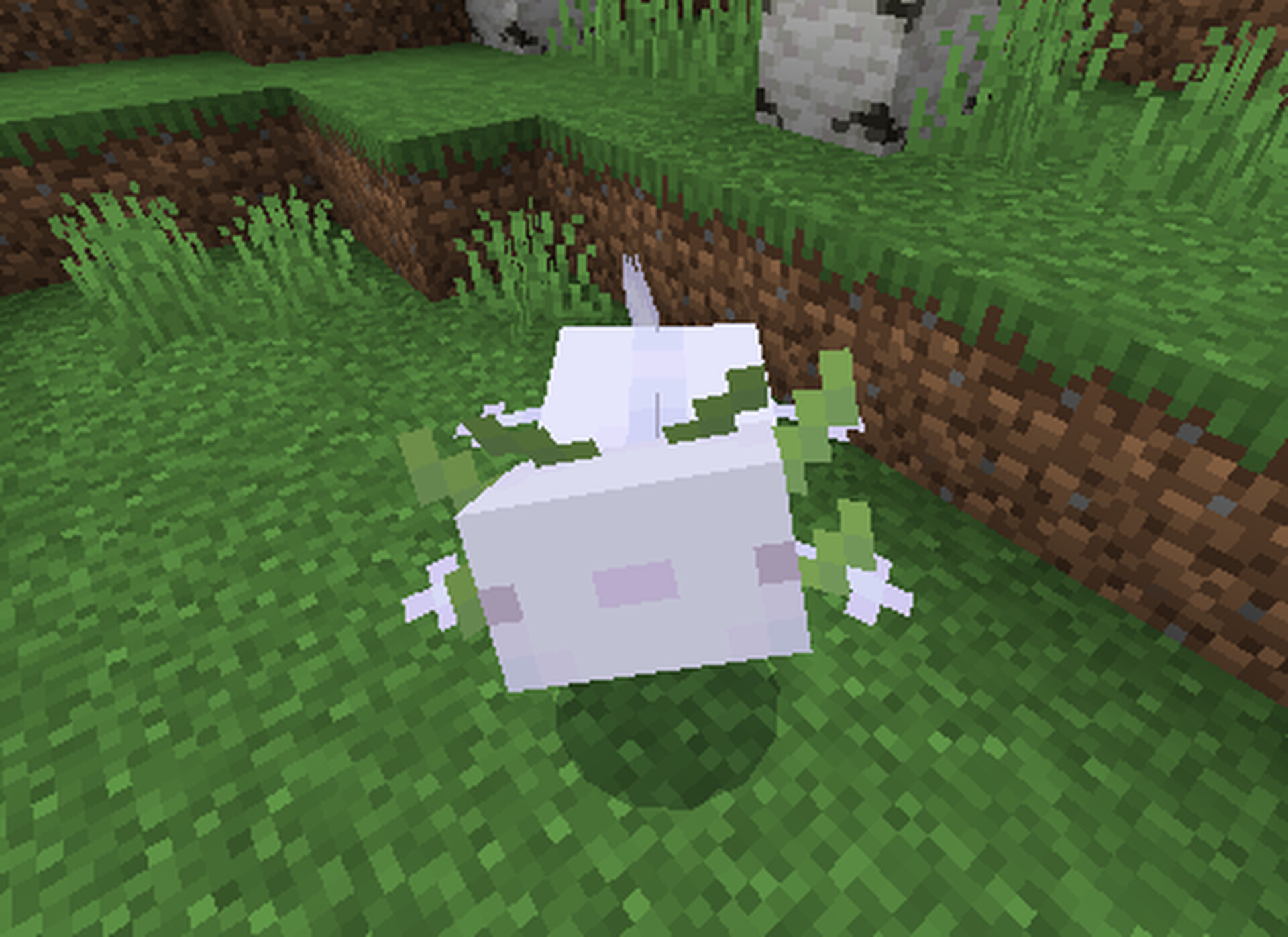 Christmas Axolotls! Minecraft Texture Pack
