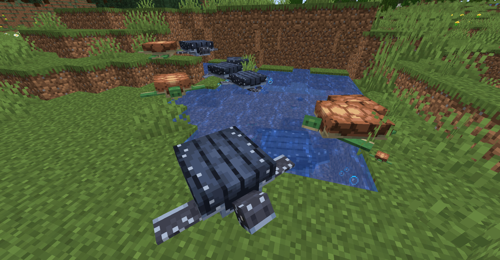 Better Turtle Variants Minecraft Texture Pack