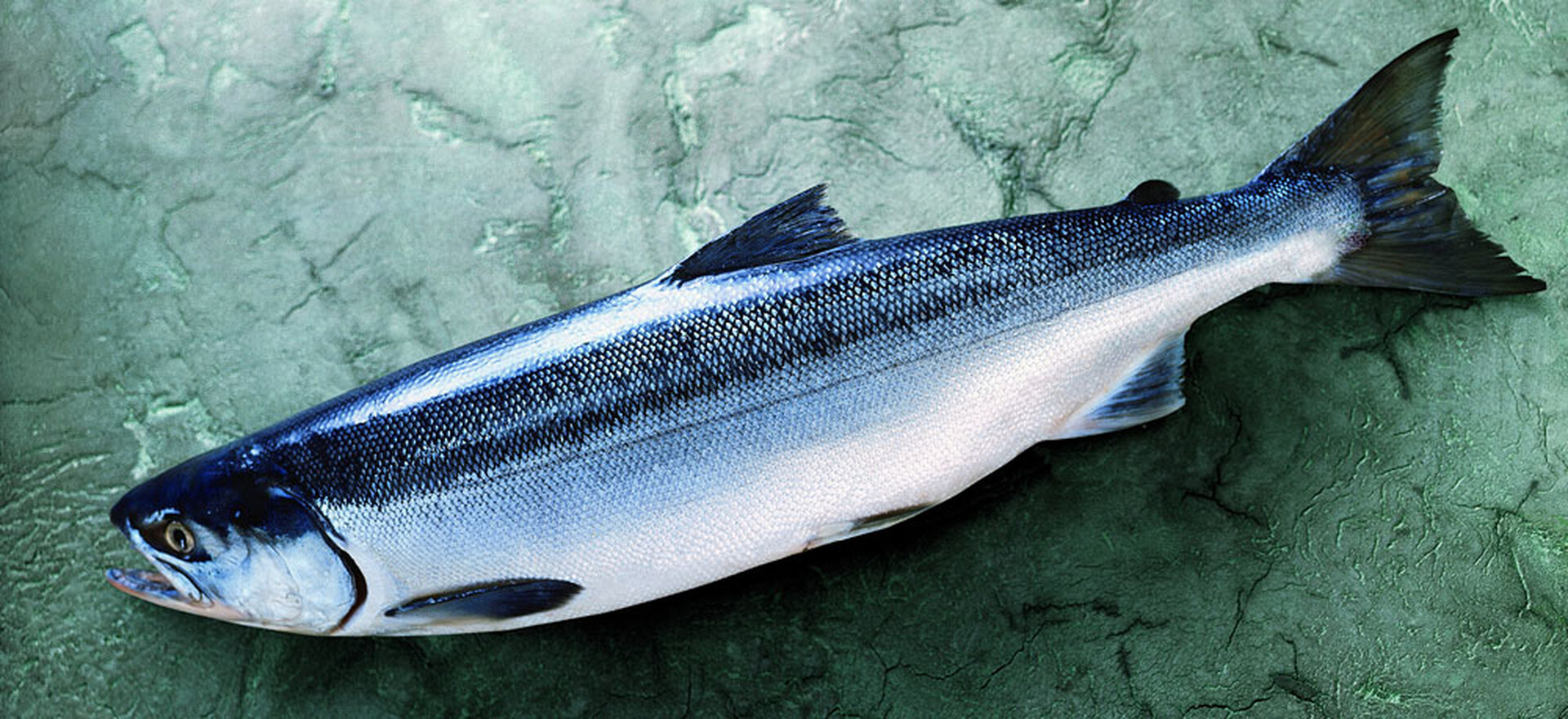 Healthy Salmon Minecraft Texture Pack