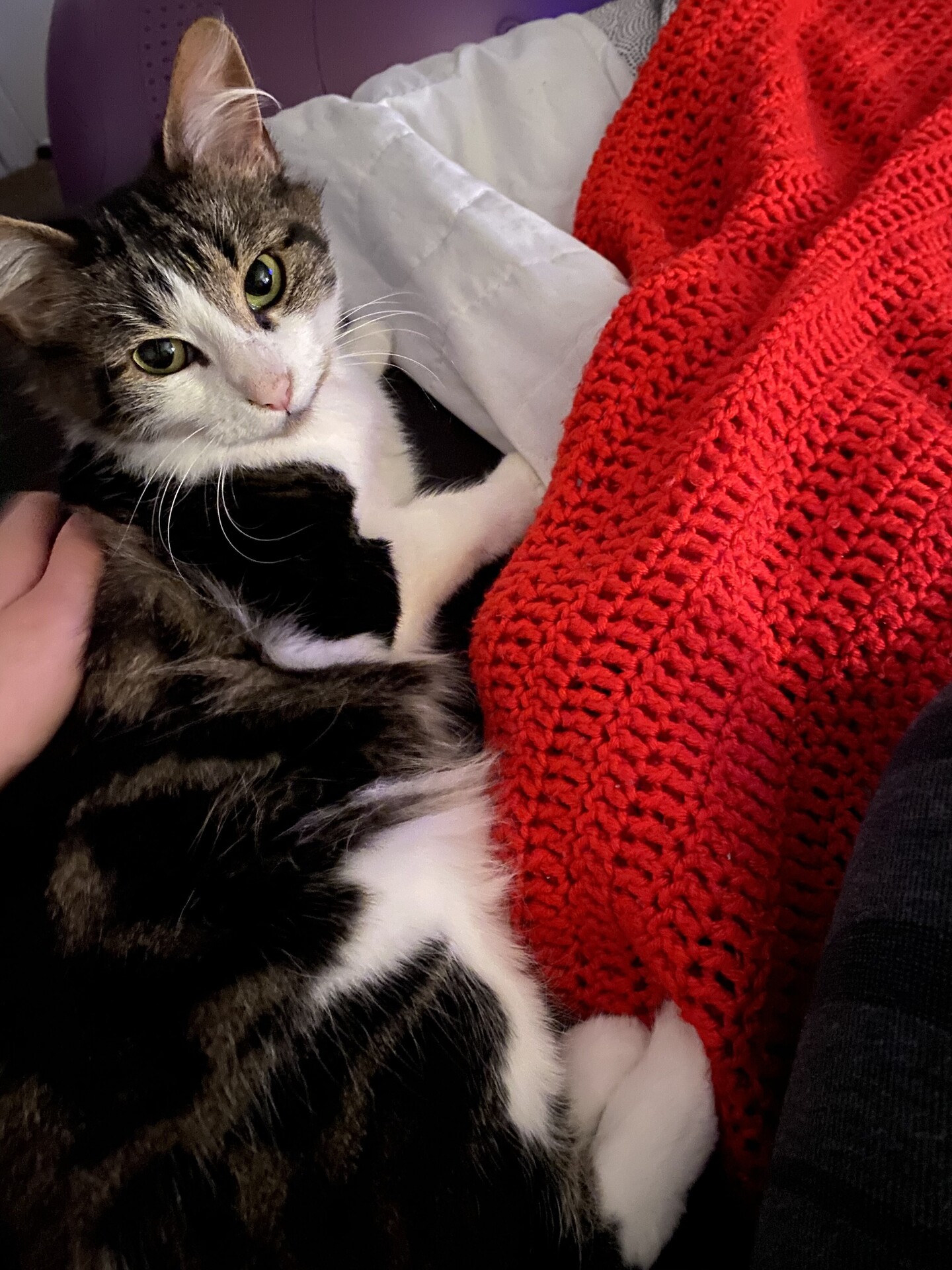 BonkyCraft (My cat, in Minecraft) Minecraft Texture Pack