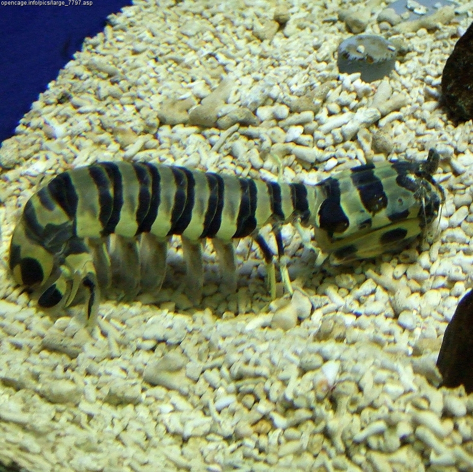 Zebra mantis shrimp Minecraft Texture Pack