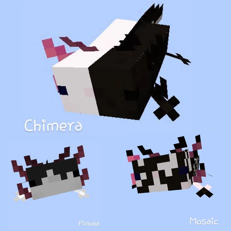 Realistic Axolotl Morphs! Minecraft Texture Pack