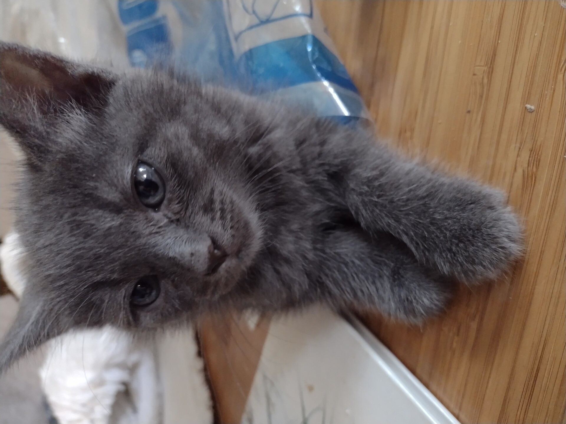 Real Life Cats Minecraft Texture Pack