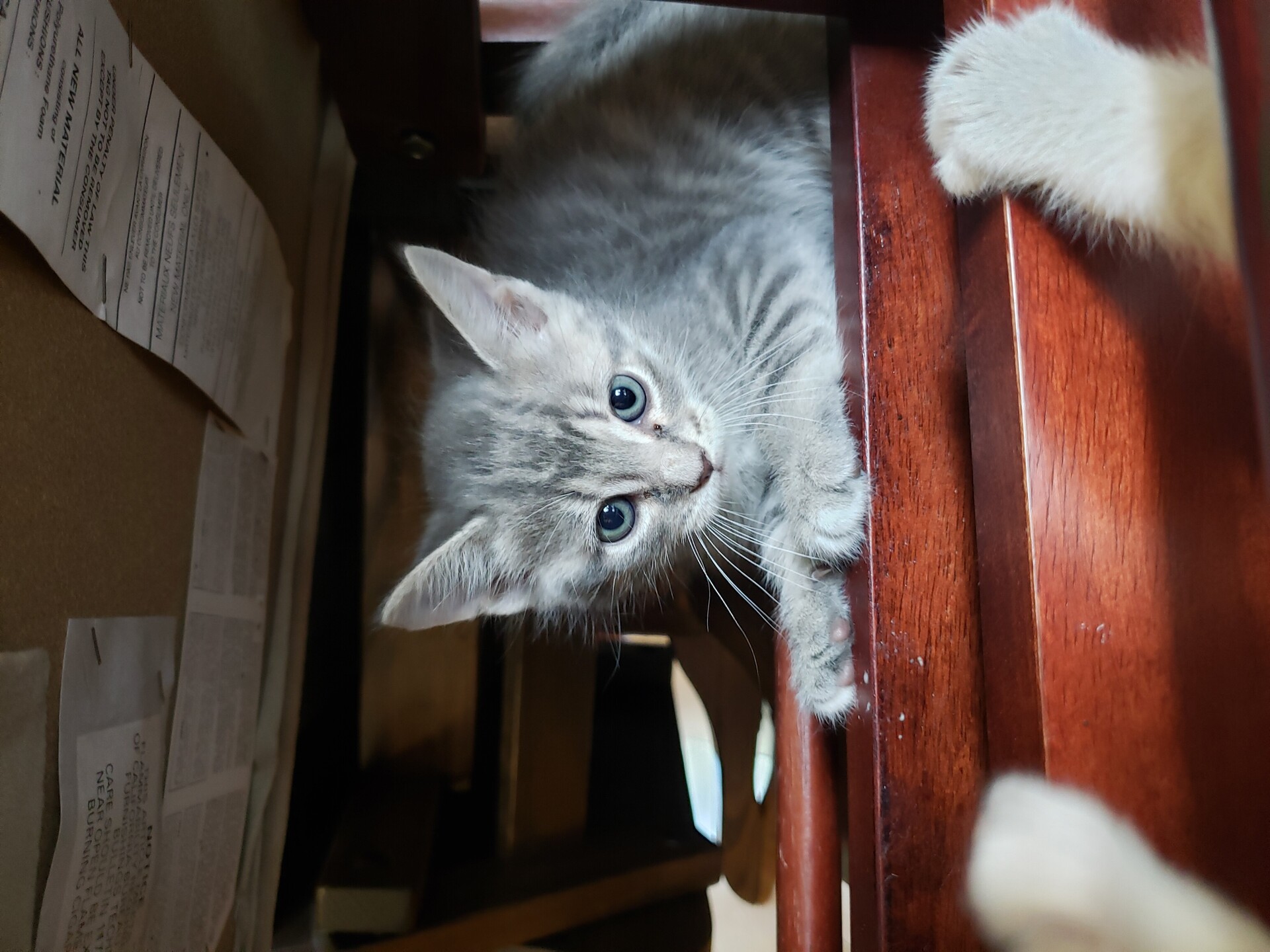 Real Life Cats Minecraft Texture Pack