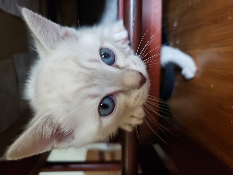 Real Life Cats Minecraft Texture Pack