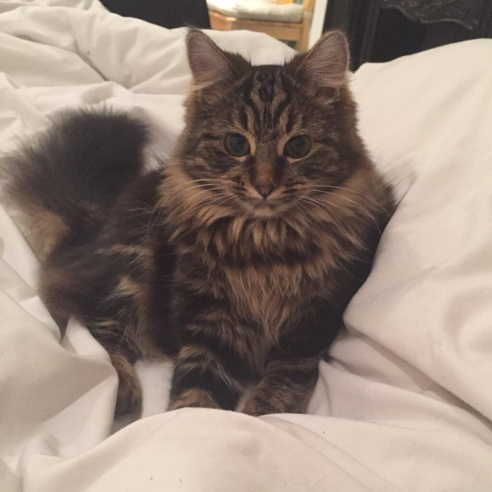 Real Life Cats Minecraft Texture Pack