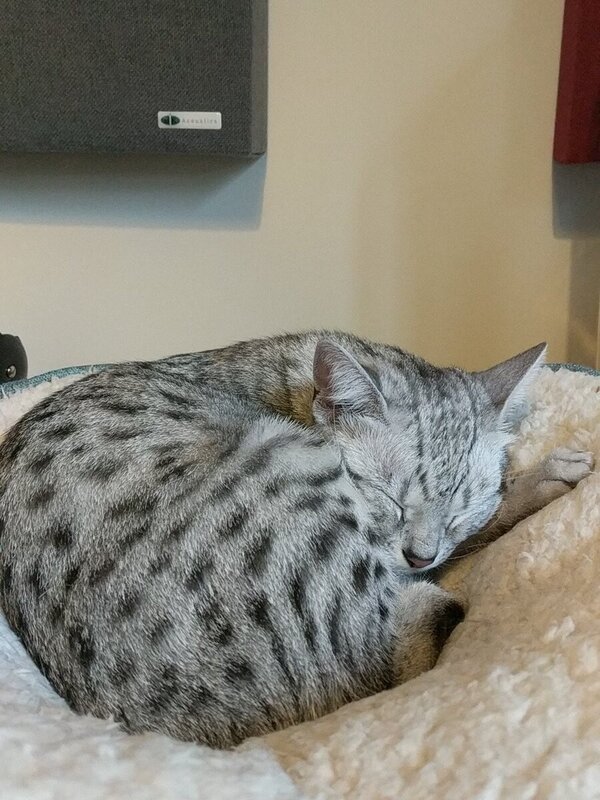 Real Life Cats Minecraft Texture Pack