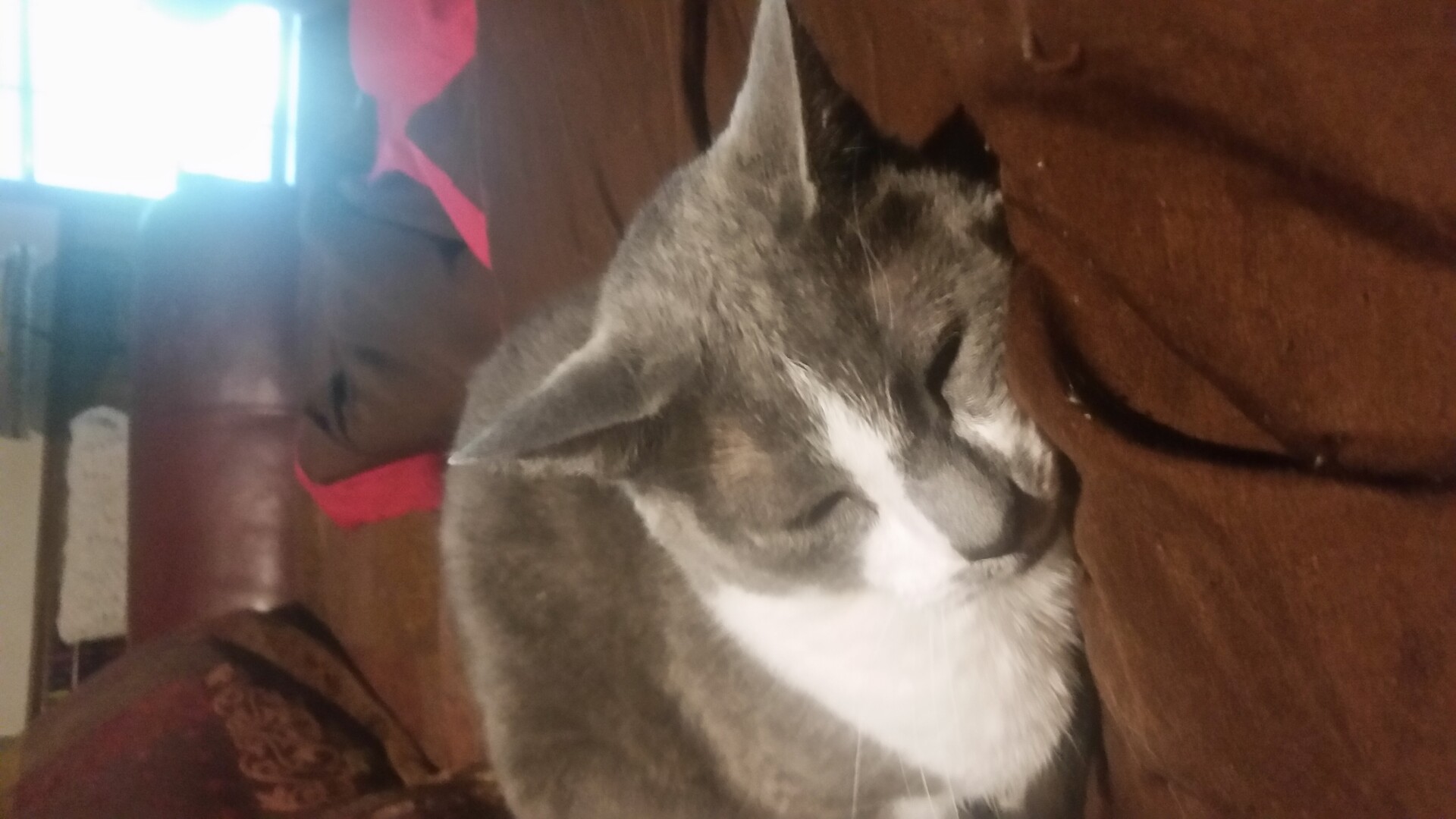 Real Life Cats Minecraft Texture Pack