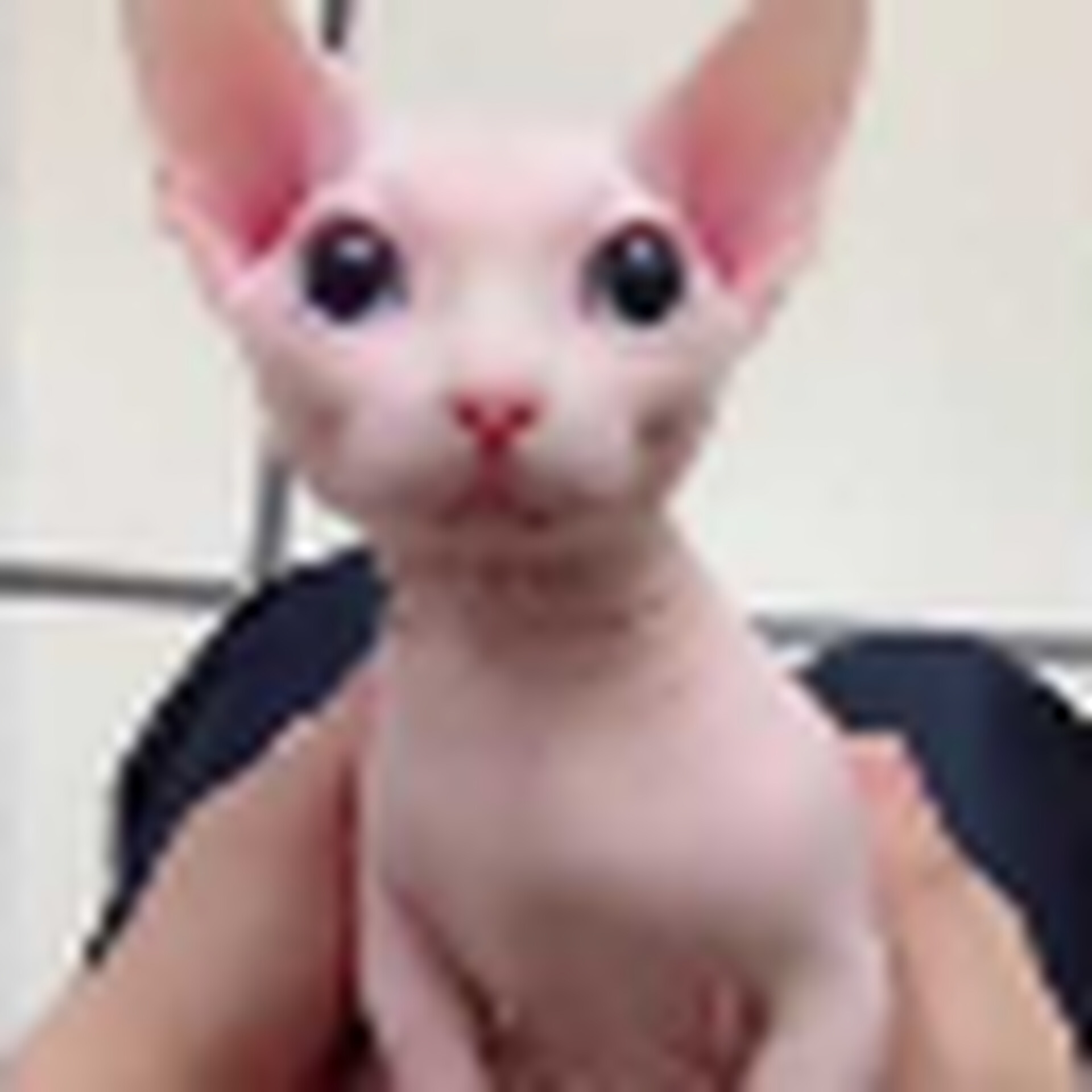 It's Bingus! Minecraft Texture Pack