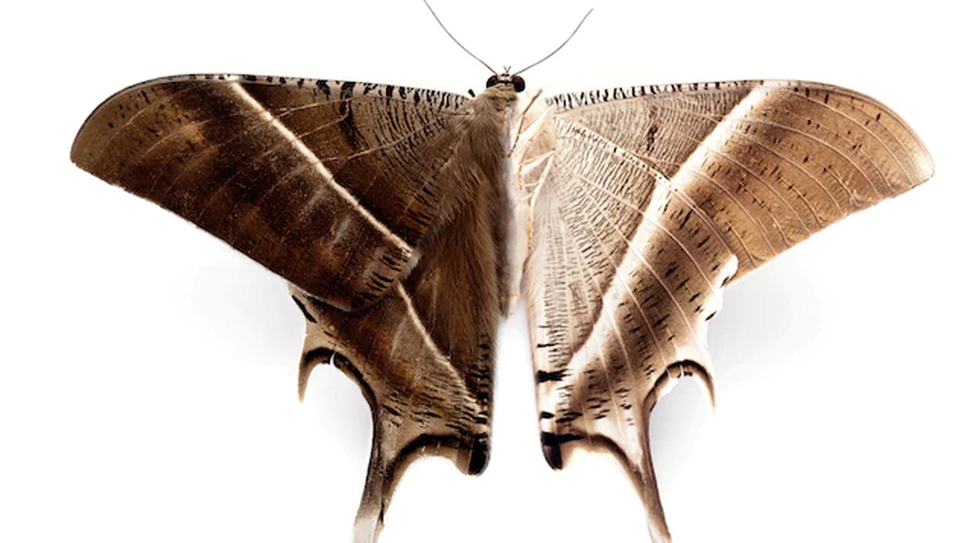 Brown Moth Elytra Wings Minecraft Texture Pack