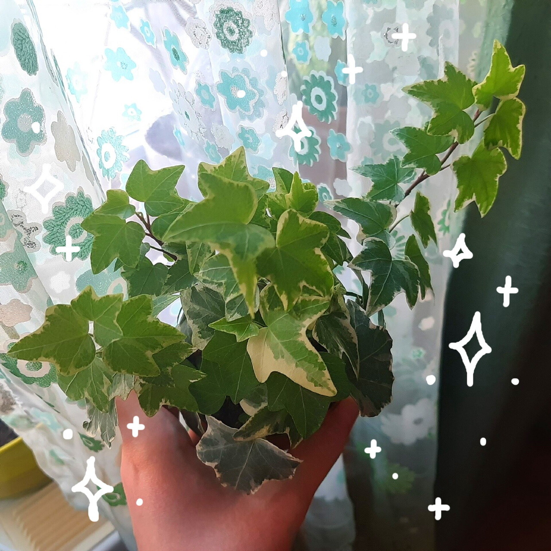 Ivy Vines Minecraft Texture Pack