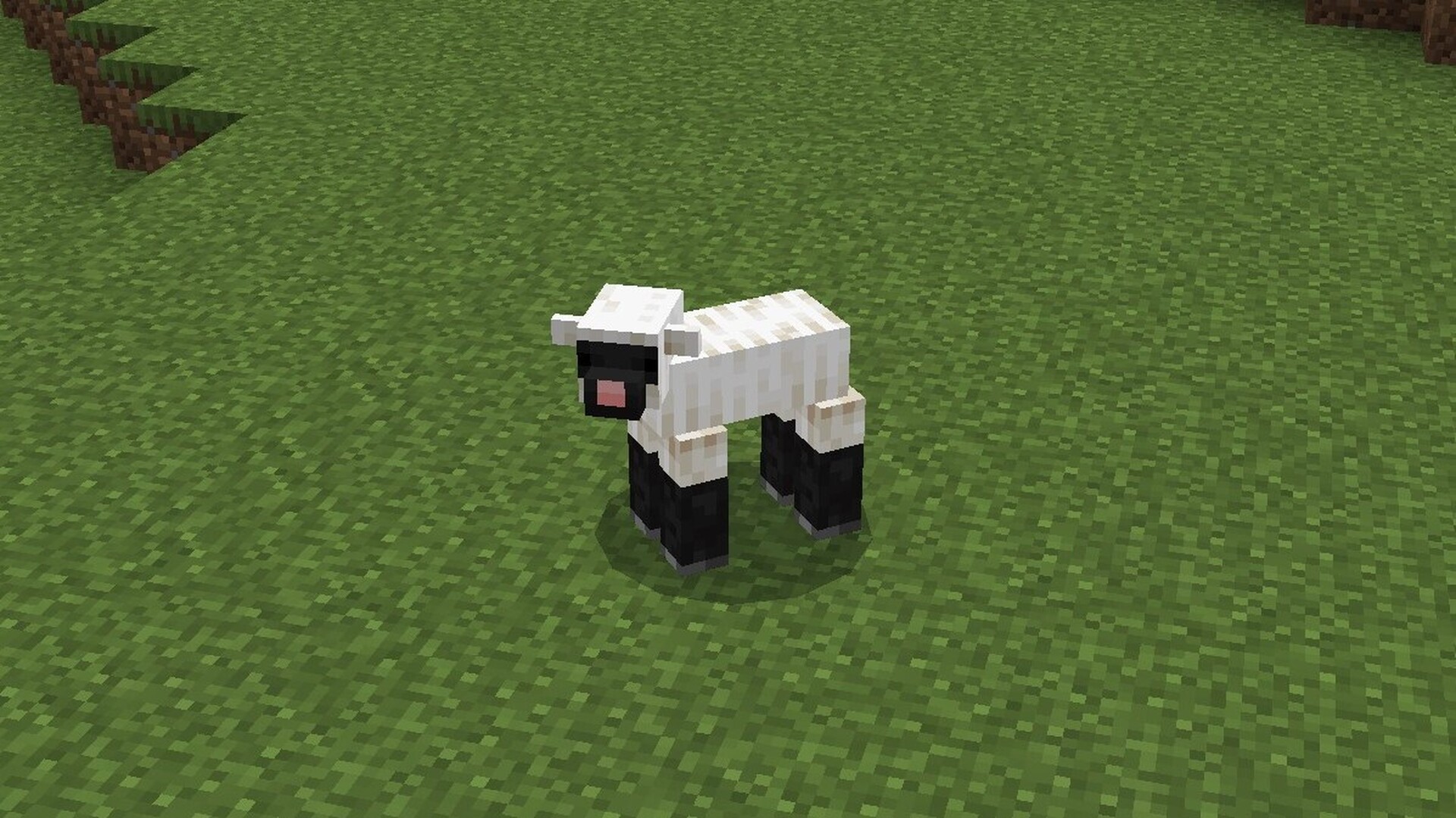 Goat Styled Sheep | Bedrock Port Minecraft Texture Pack
