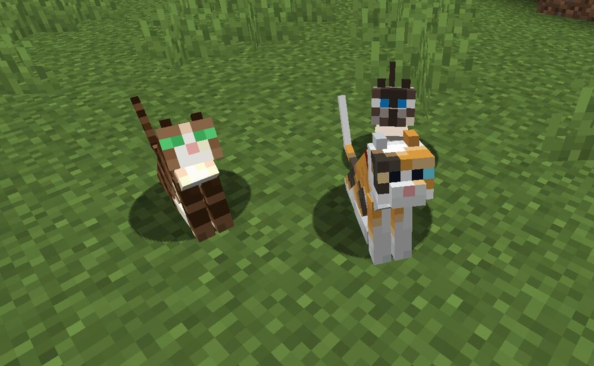 Figus tabby cat Minecraft Texture Pack