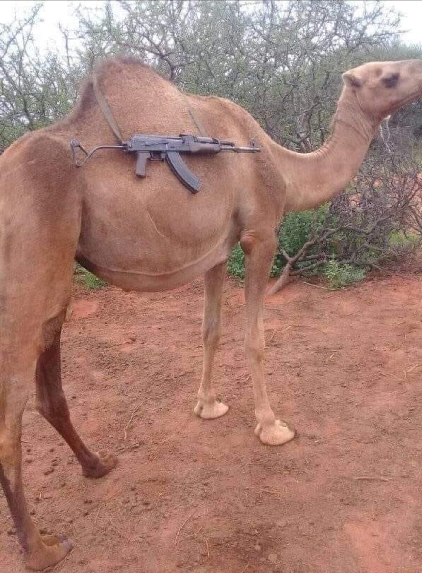 Tactical Camel Minecraft Texture Pack