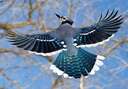 Blue Jay Wings Elytra Minecraft Texture Pack
