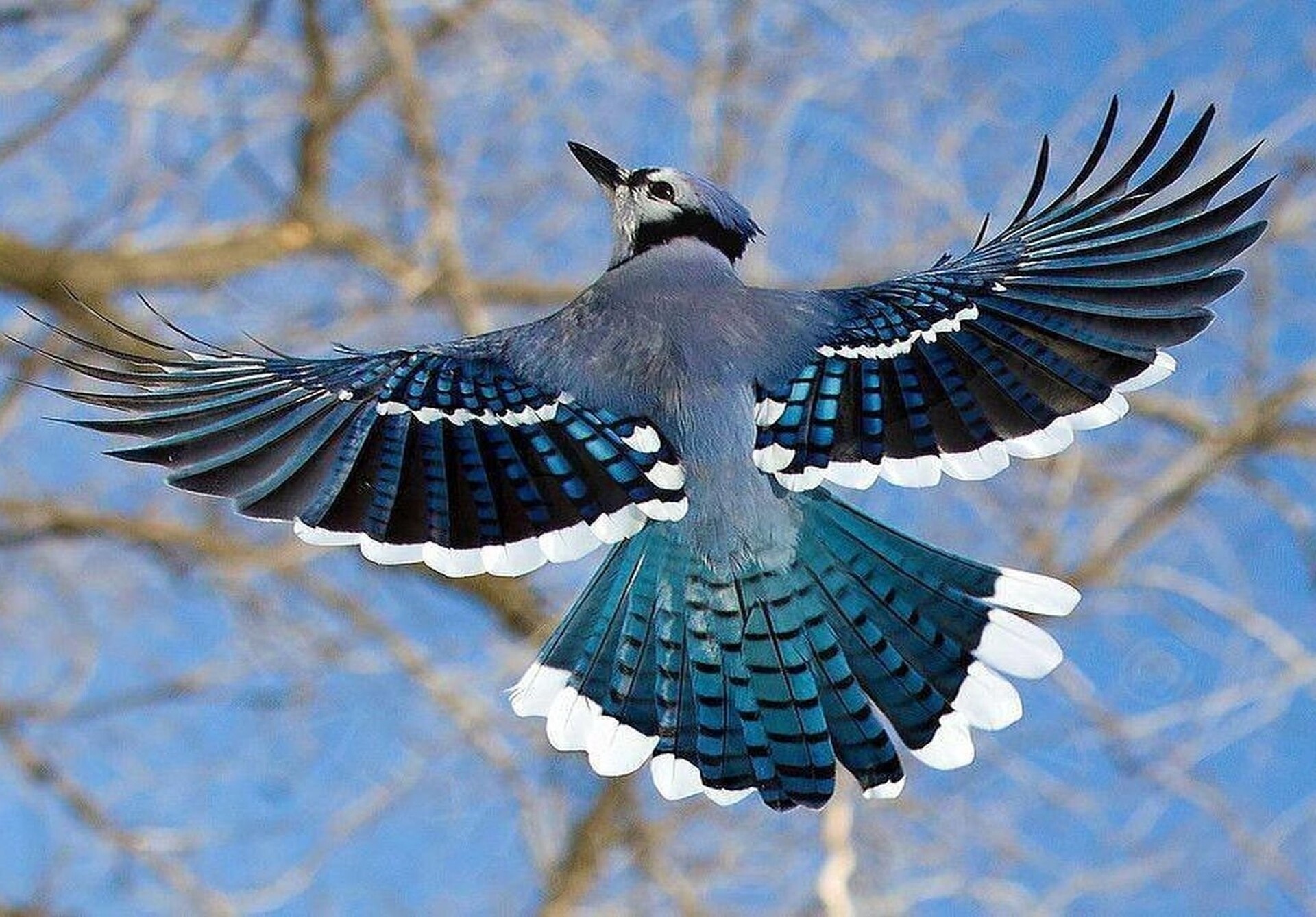 Blue Jay Wings Elytra Minecraft Texture Pack