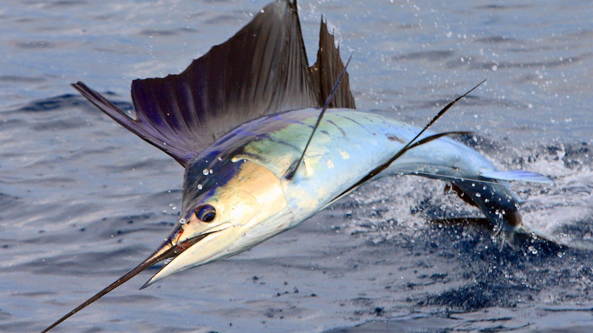 Sailfish [1.19] Minecraft Texture Pack