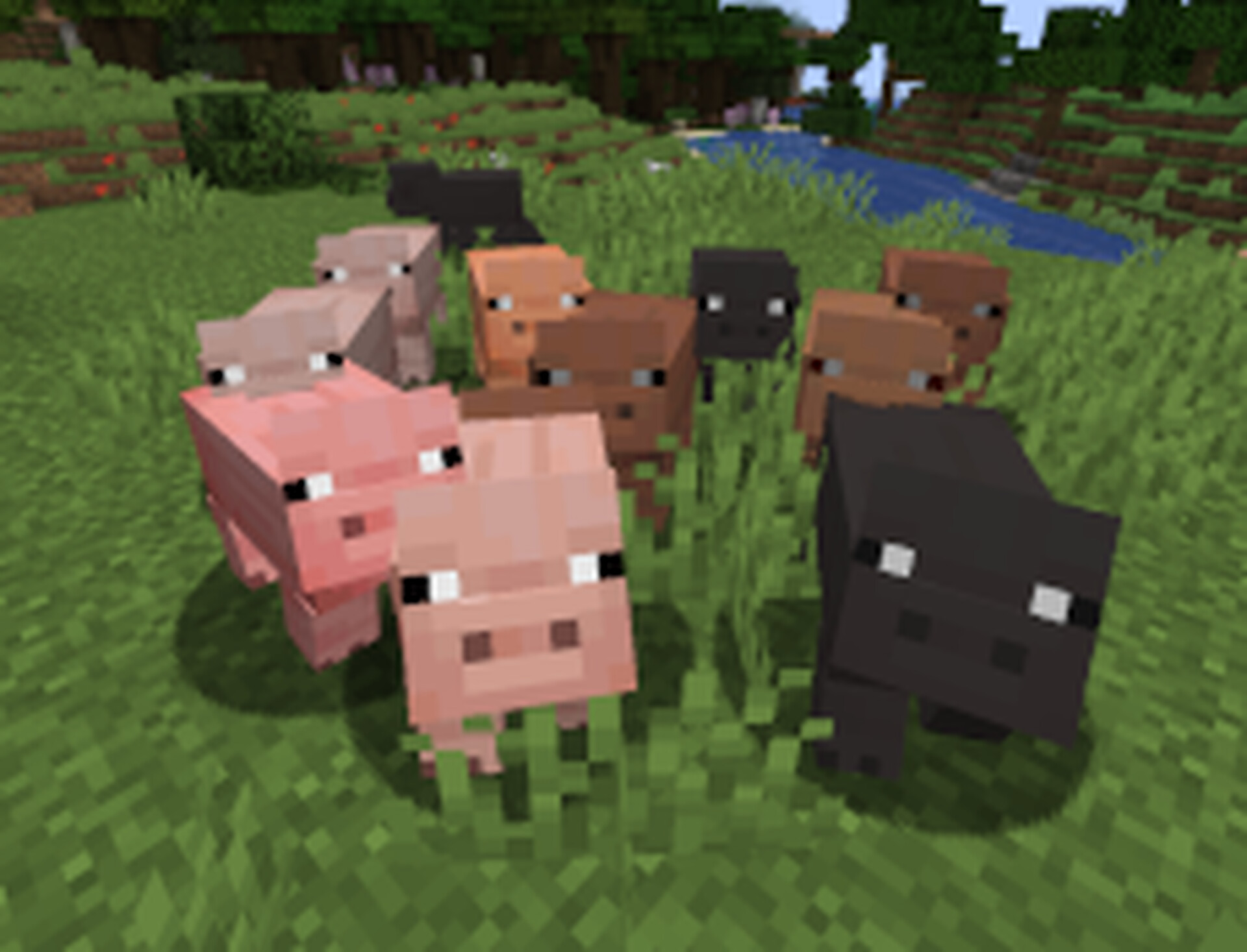 The totally original variety pack not a secuel to my other one. Pig ...