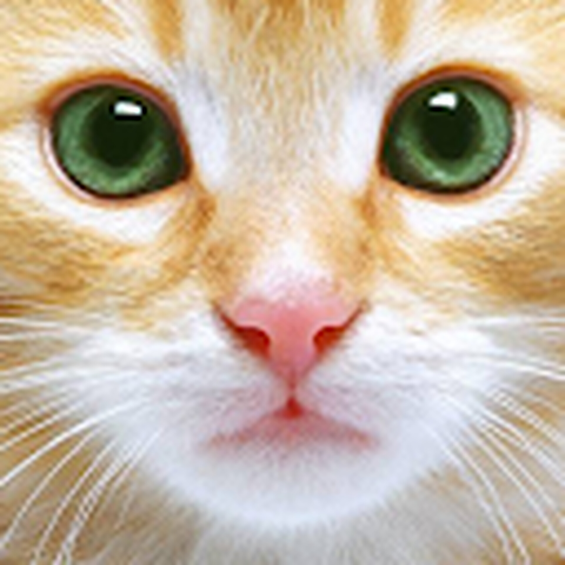 Ghast Cat Minecraft Texture Pack