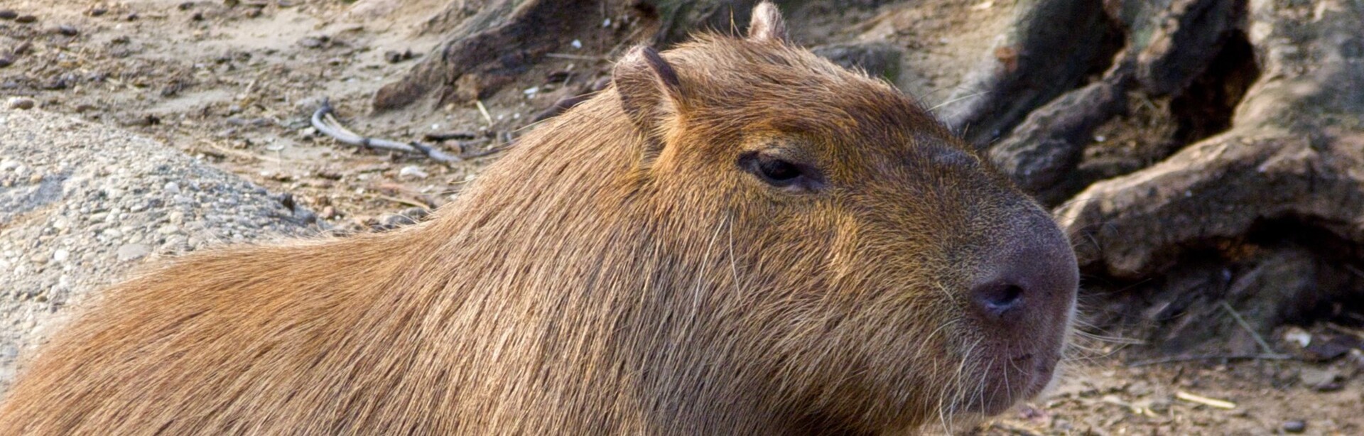 Capybaras's About on Planet Minecraft