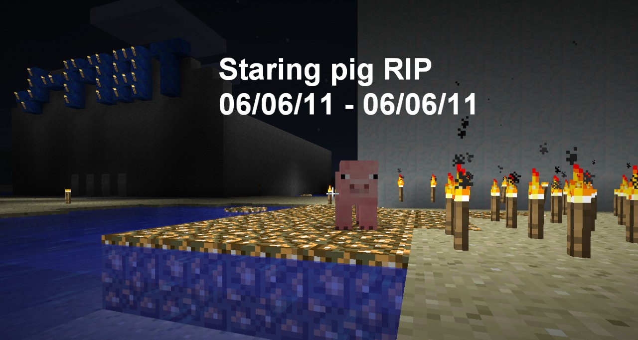 staring pig