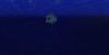 Sea Life Mod v3 for 1.1.0 Minecraft Mod
