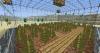 weed plantation Minecraft Map
