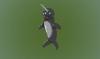 Derpy Narwhal Minecraft Map