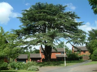Cedar Garden Temple Minecraft Map