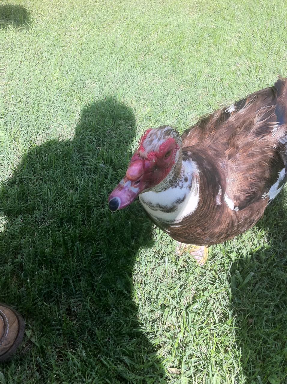 REAL LIVE MUTANT DUCK Minecraft Blog